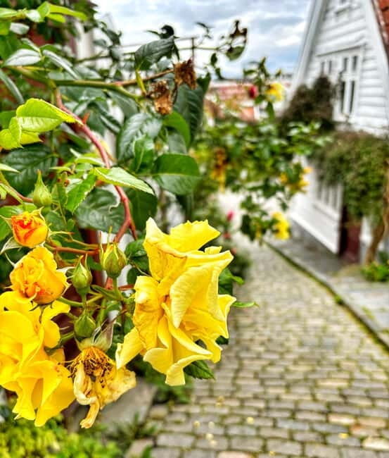 Discover Private+ Stavanger Guided City Tour - Why Choose the Discover Private+ Stavanger Guided City Tour?