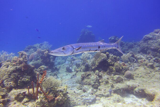 Discover Scuba - The Sum Up