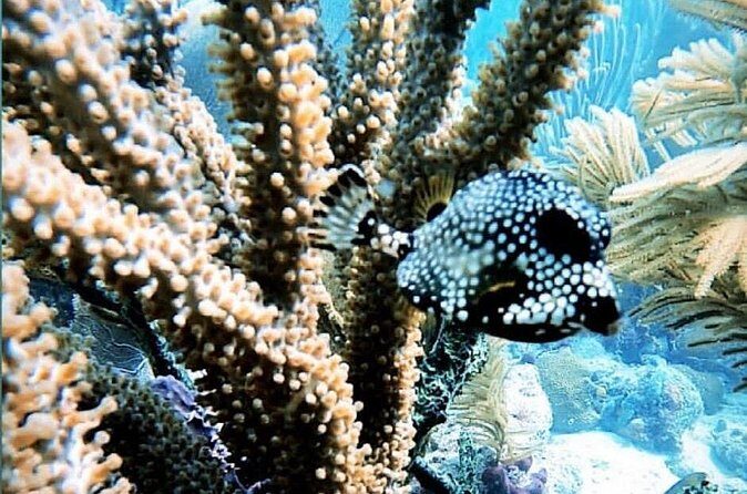 Discover Scuba Diving - Who Should Consider This Tour?