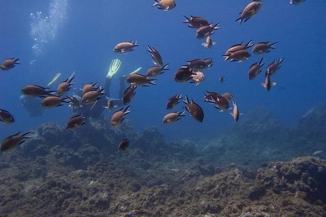 Discover Scuba Diving Adventure in Tenerife - What Makes This Tour Stand Out?