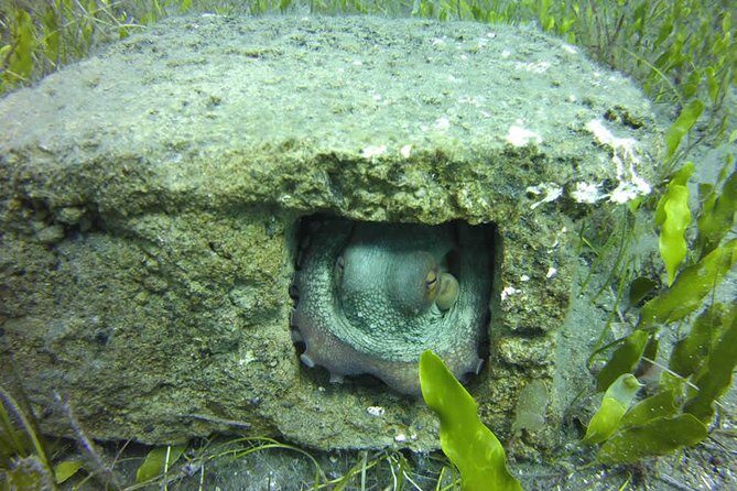 Discover Scuba Diving Adventure in Tenerife - The Sum Up