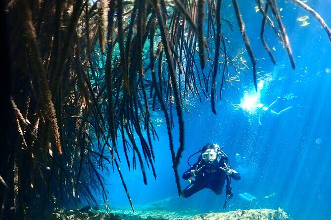 Discover Scuba Diving at Casa Cenote No Certification Needed - Why This Tour Stands Out