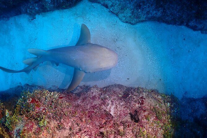 Discover Scuba Diving at Casa Cenote No Certification Needed - Final Thoughts on Value and Authenticity