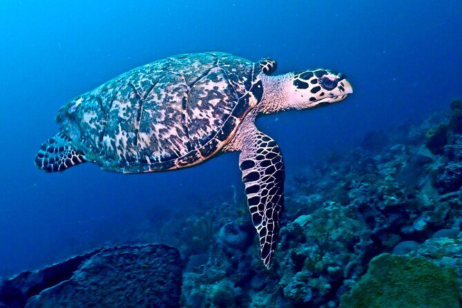 Discover Scuba Diving at Casa Cenote No Certification Needed - Frequently Asked Questions