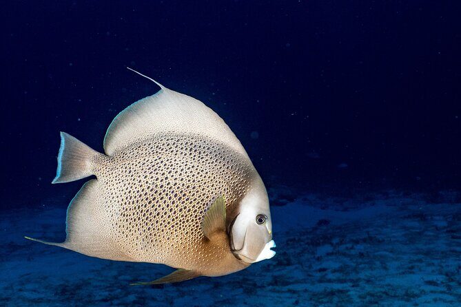 Discover Scuba Diving at Cozumel Marine Park - The Value of This Tour