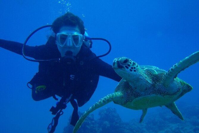 Discover Scuba Diving & Beach Club with Transportation In Riviera Maya - Who Would This Tour Suit Best?