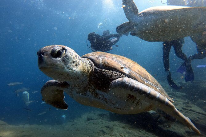 Discover Scuba Diving Experience in Turtle Habitat - Key Points