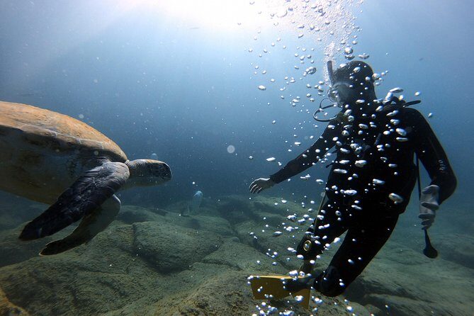 Discover Scuba Diving Experience in Turtle Habitat - Whats Included & Whats Not