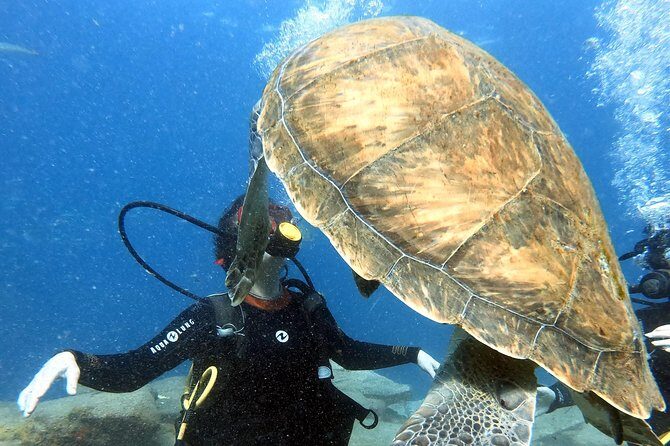 Discover Scuba Diving Experience in Turtle Habitat - FAQ