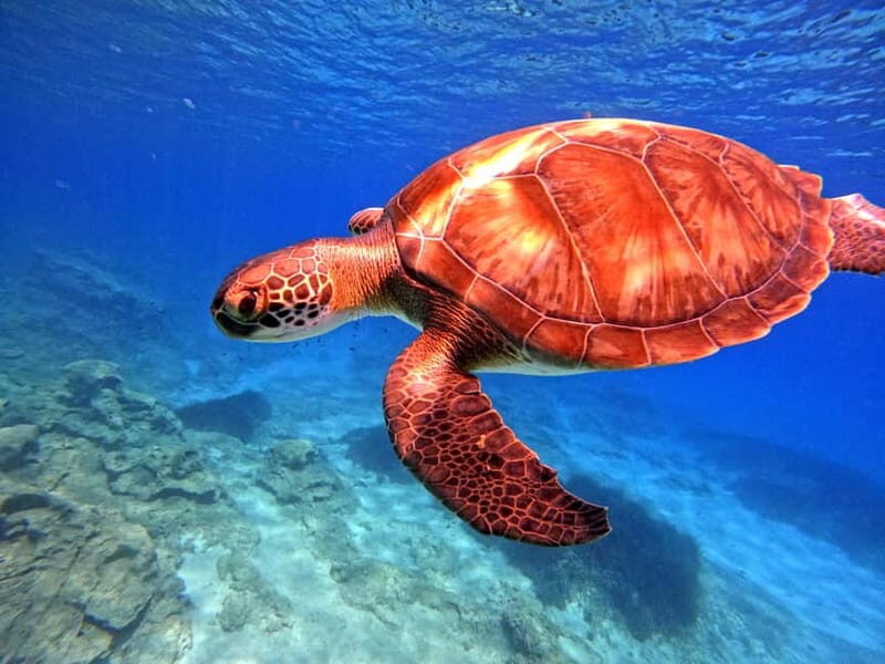 Discover Scuba Diving Experience - Who Will Love This Experience?