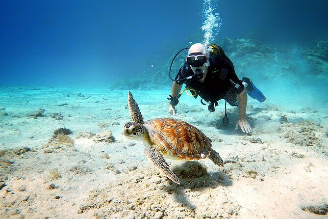 Discover Scuba Diving for Beginners - The Experience in Context