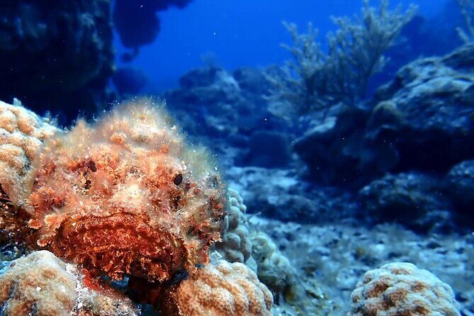 Discover Scuba Diving in Cozumel - Why This Tour Offers Great Value