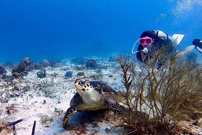 Discover Scuba Diving in Cozumel - Why Choose the Discover Scuba Experience in Cozumel?  