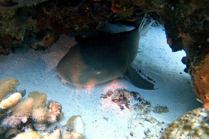 Discover Scuba Diving in Cozumel - Practical Tips for Your Experience