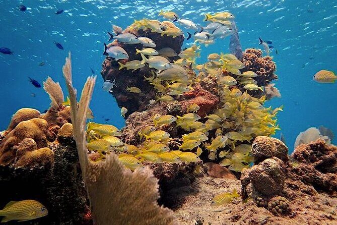 Discover Scuba Diving in Cozumel Paradise Reef - The Itinerary in Detail
