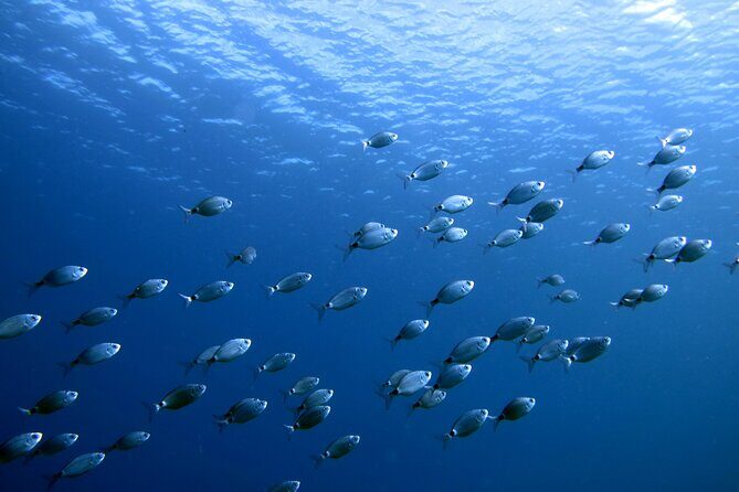 Discover Scuba Diving in Lanzarote (Costa Teguise) - An Honest Breakdown of the Experience