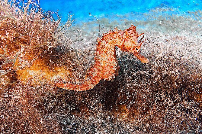 Discover Scuba Diving in Lanzarote (Costa Teguise) - Final Thoughts