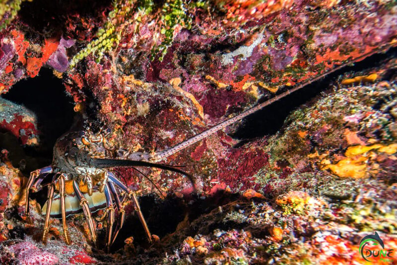 Discover Scuba Diving in Playa del Carmen - 2 dives - Who Will Love This Tour?