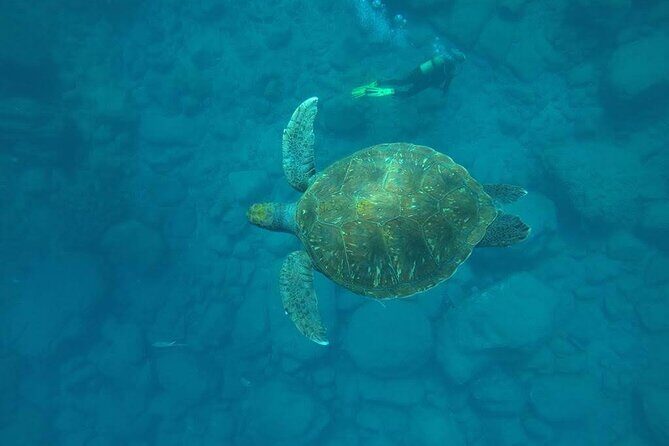 Discover Scuba Diving in Tenerife - Discover Scuba Diving in Tenerife: An Authentic Underwater Experience