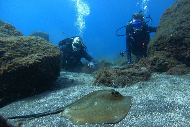 Discover Scuba Diving in Tenerife - Why This Tour Stands Out