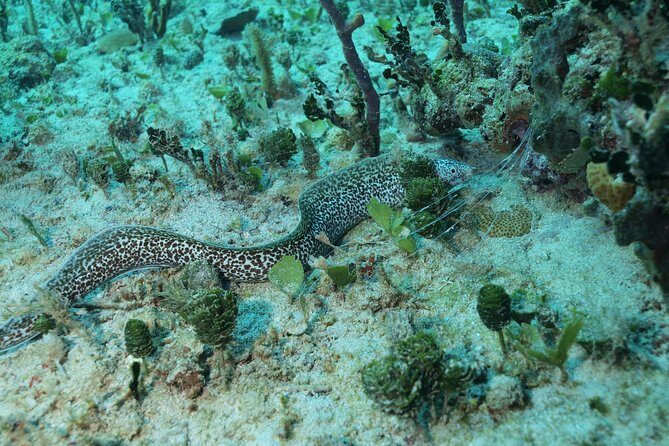 Discover Scuba Diving PADI in Playa del Carmen including underwater video - What to Expect from the Tour