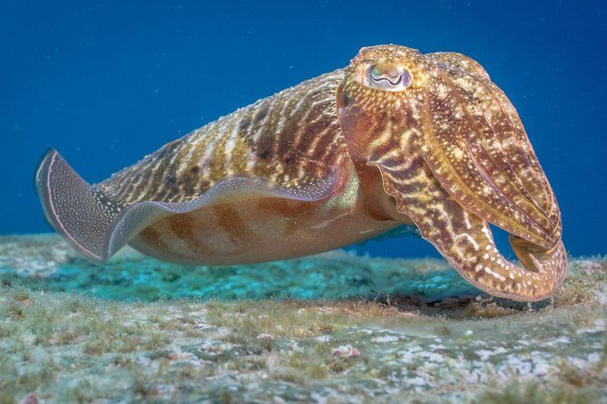 Discover Scuba Diving program: shore + boat dives - Who Should Consider This Tour?