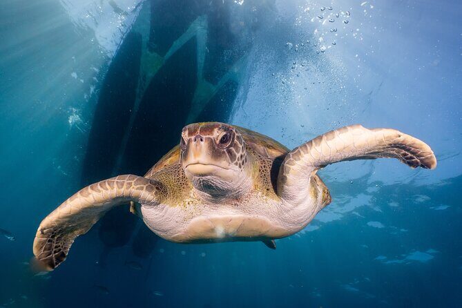 Discover Scuba Diving program: shore + boat dives - Final Thoughts