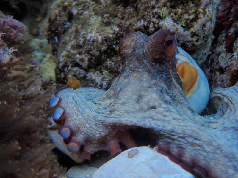 Discover Scuba Diving, scuba diving for begginers!! - Why You Might Love This Experience