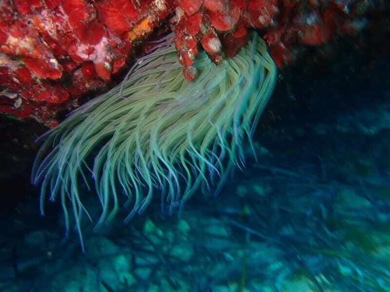 Discover Scuba Diving, scuba diving for begginers!! - Final Thoughts: Is It Worth It?