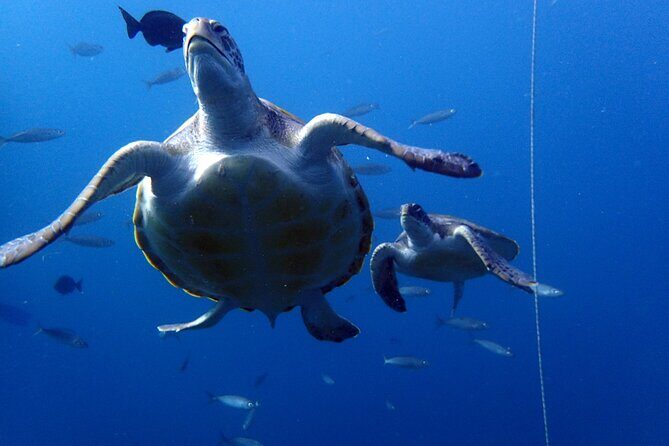 Discover Scuba Diving - Try it for the first time! - Final Thoughts