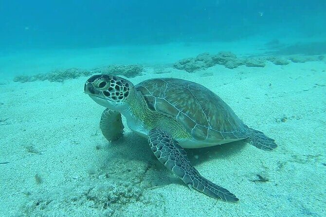 Discover SCUBA Diving with Pissouri Bay Divers - The Full Experience: What You Can Expect