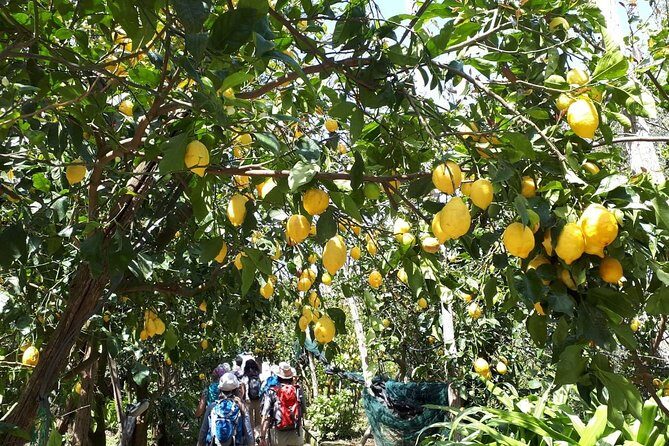 DISCOVER SORRENTO, food &Walking tour . Lemons-cheese&olive oil - FAQ