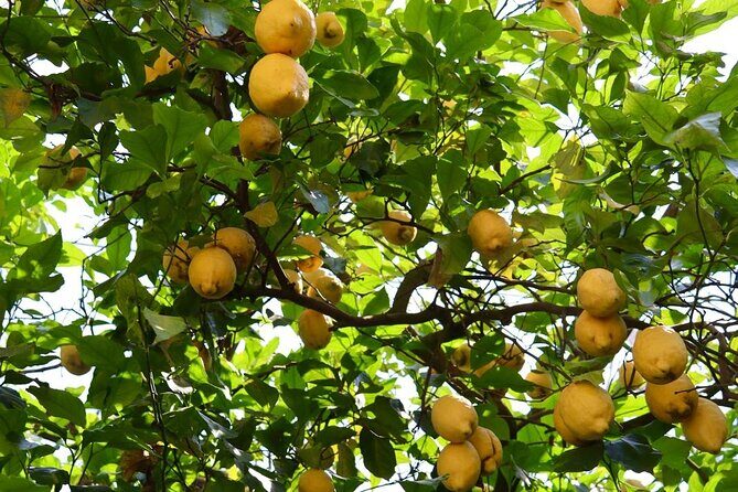 Discover Sorrento through lemons and olive trees - What to Expect from the Tour