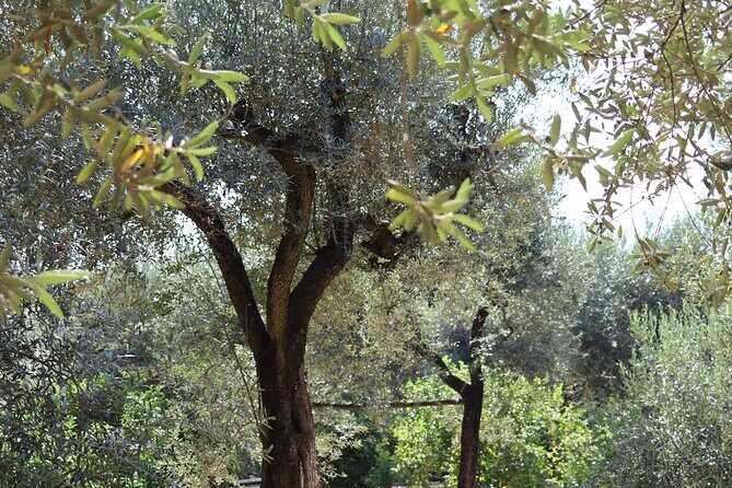 Discover Sorrento through lemons and olive trees - The Sum Up