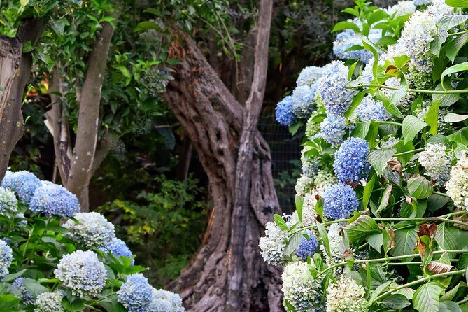 Discover Sorrento through lemons and olive trees - FAQ