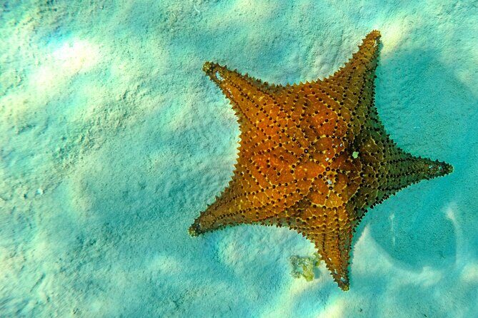 Discover starfish, swim and snorkel at El Cielo Cozumel Reef - Key Points