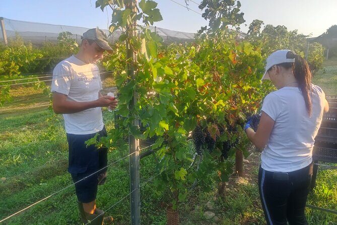 Discover the Amarone wine: 1 winery with delicious food pairing - Tasting Experience: Wines and Food  