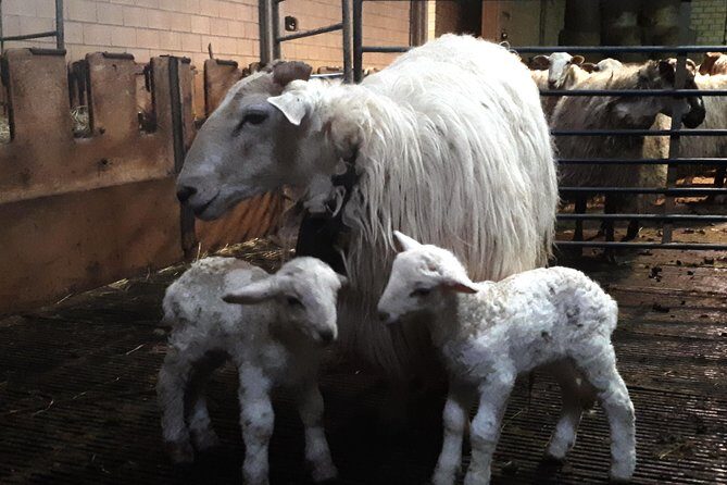 Discover the Art of Idiazabal Cheese in the Basque Country - Final Thoughts