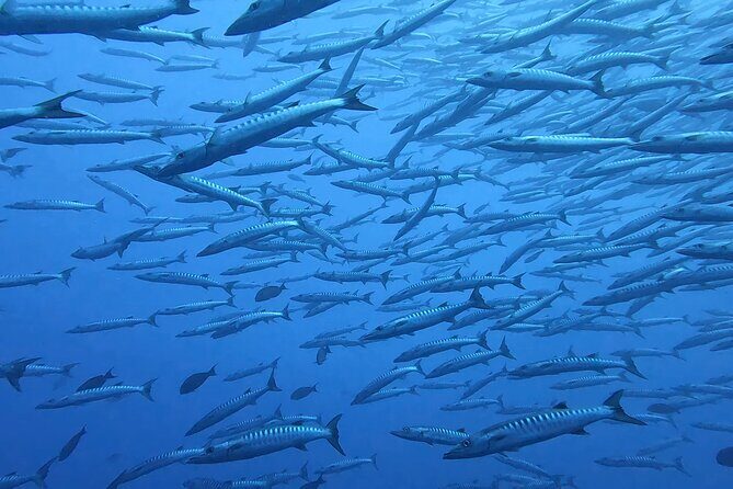 Discover the Beauty of Polynesian Waters by Boat and Snorkeling - Pricing and Value