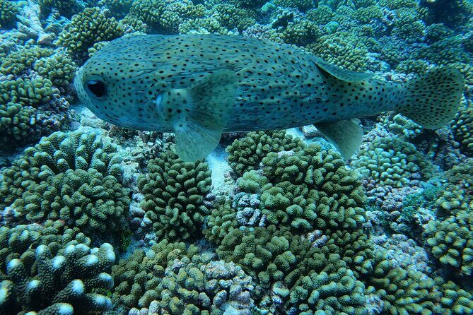 Discover the Beauty of Polynesian Waters by Boat and Snorkeling - FAQ