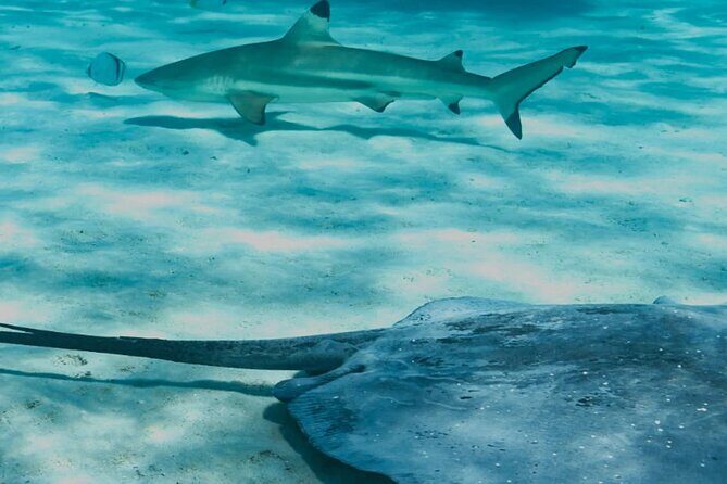 Discover the magical Moorea Lagoon - Key Points