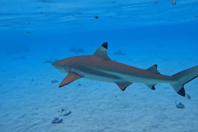 Discover the magical Moorea Lagoon - An In-Depth Look at the Moorea Lagoon Boat Tour