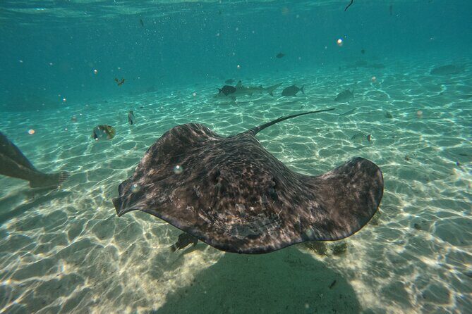 Discover the magical Moorea Lagoon - FAQ
