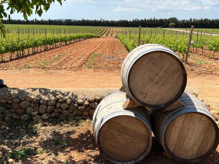 Discover the treasures of the Mallorca wine on a top winery - Key Points