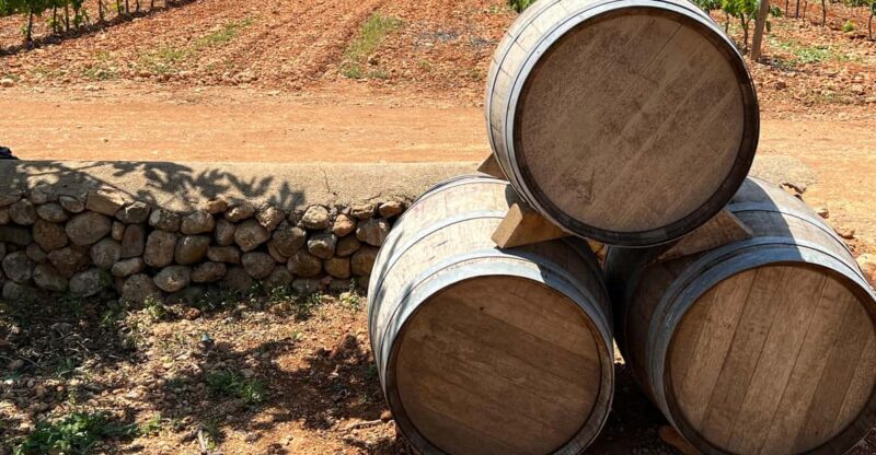 Discover the treasures of the Mallorca wine on a top winery - The Sum Up: The Perfect Mix of Tradition, Scenery, and Flavor