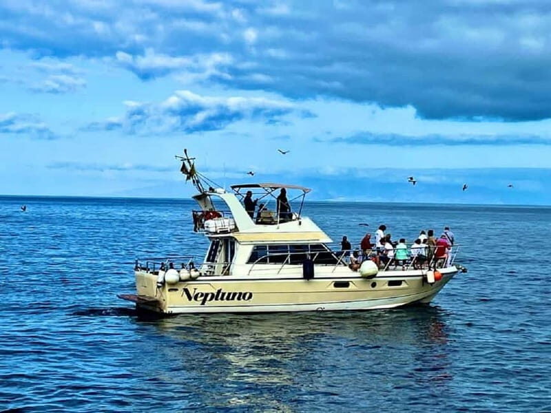Discover whales in Tenerife: exclusive yacht tour with swim and lunch - An In-Depth Look at the Experience