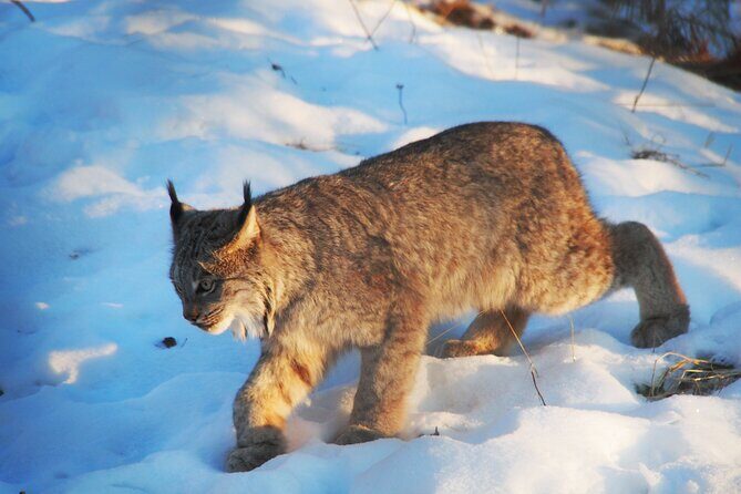 Discover Whitehorse with Northern Lights and Yukon Wildlife Tour - Authentic Insights from Reviewers