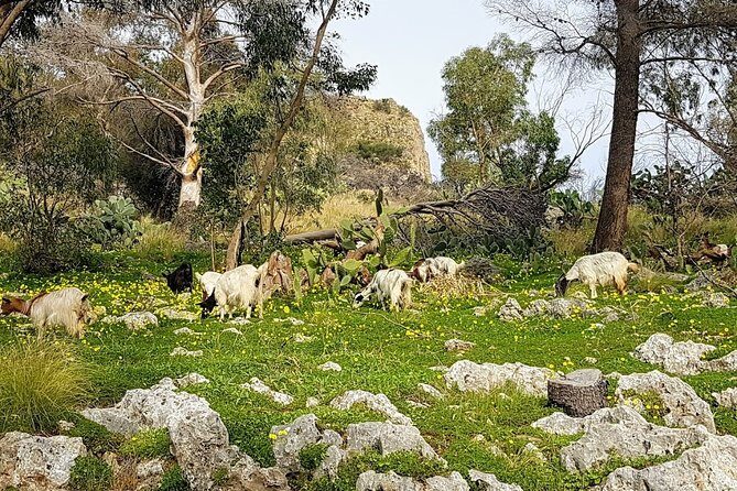 Discovering Monte Pellegrino - Discovering the Highlights of Monte Pellegrino