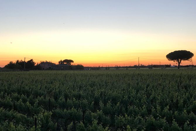 Discovering the Bolgheri vineyards and tasting local products - Who Will Love This Tour?