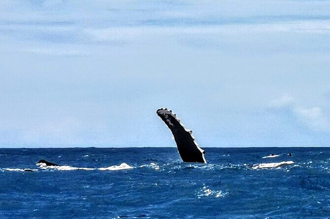 Discovery of the Tahiti Teahupo'o Jurassic Tour peninsula - FAQ